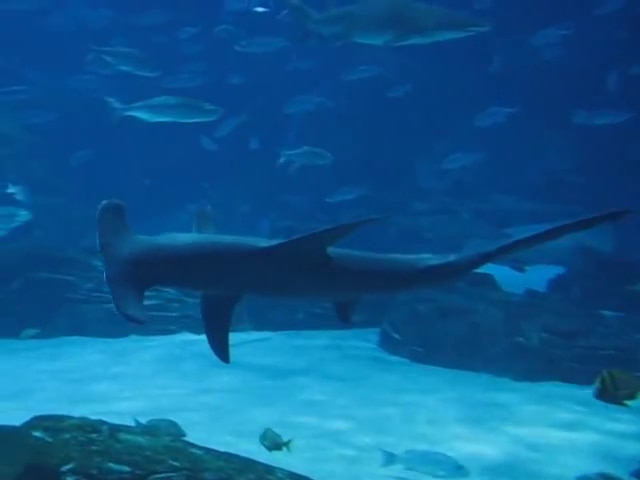 Hammerhead sharks use side-swimming behaviour to save energy, research ...