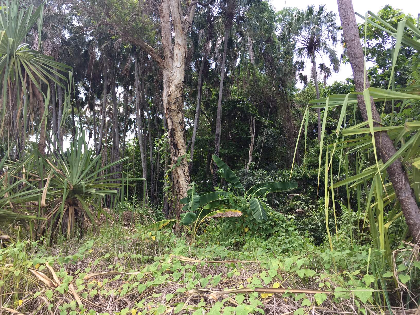 Banana plants found growing in NT freckle eradication zone - ABC News
