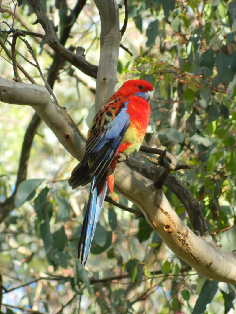 Hybrid natives: Crimson rosellas, eastern rosellas spotted cross ...