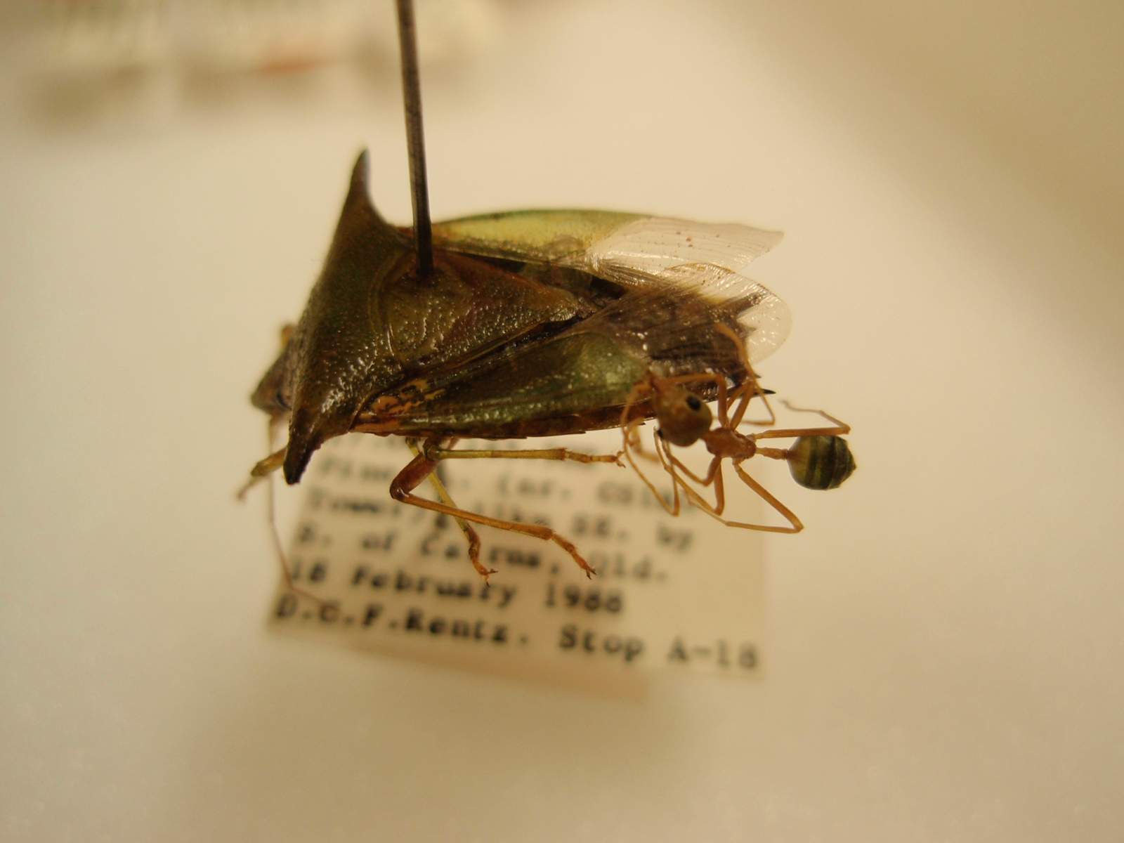 Australian National Insect Collection at CSIRO in Canberra to be ...