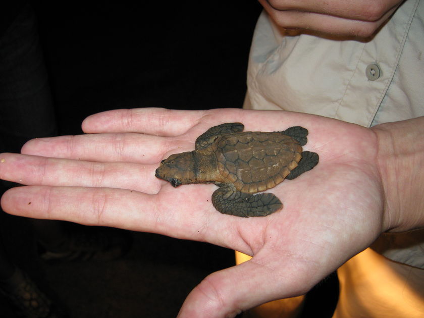 Baby turtles rescued after taking wrong turn - ABC News