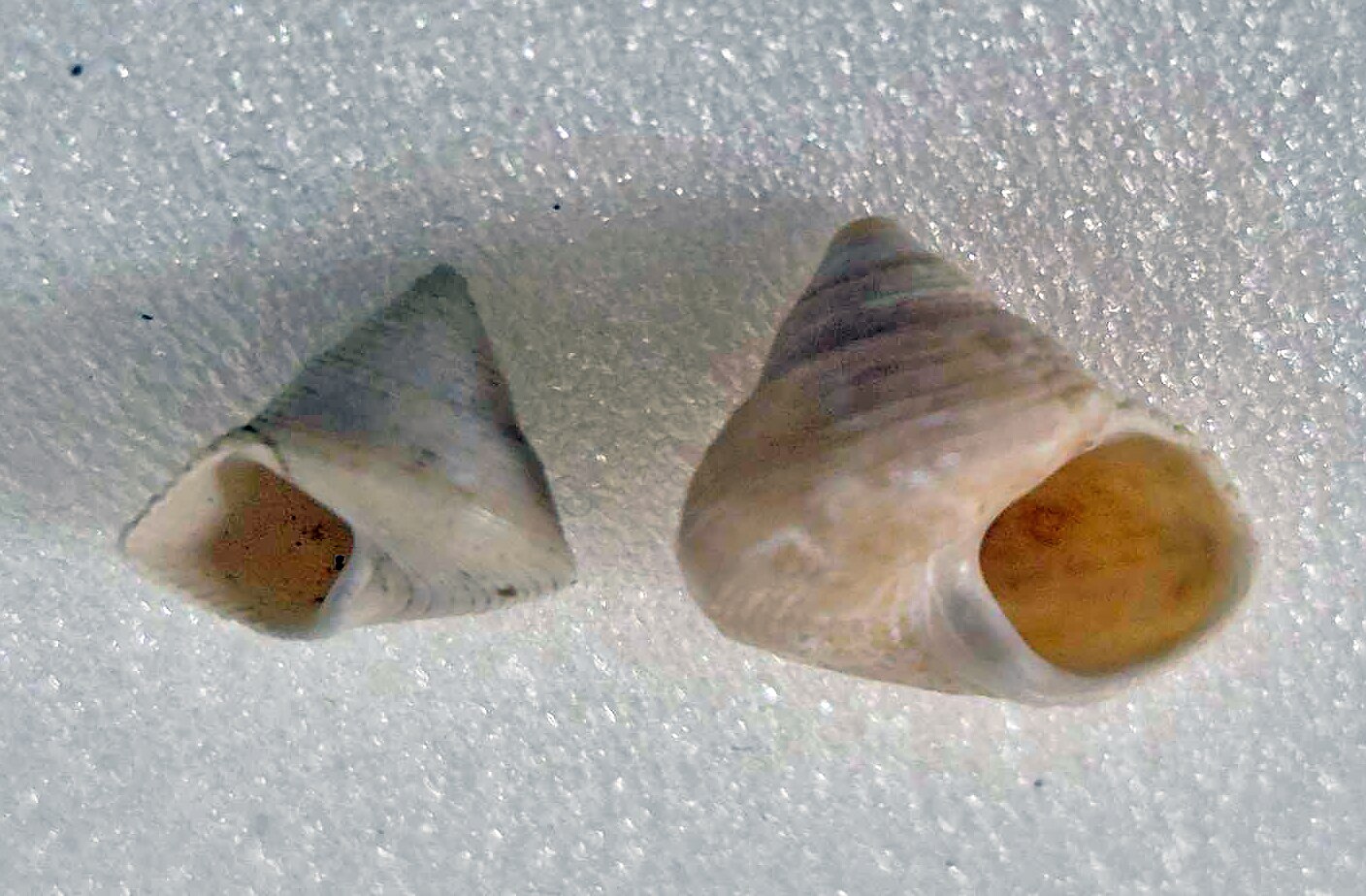Rare, tiny 'left-handed' seashell found at Tasmanian Museum and Art ...