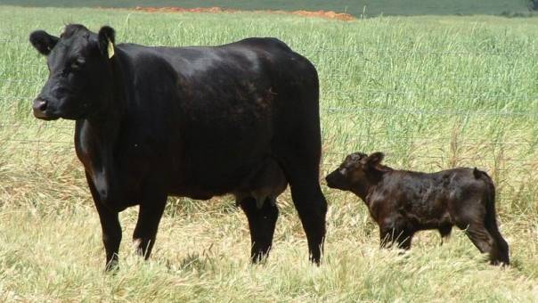 New cattle breed arrives in Hunter - ABC News