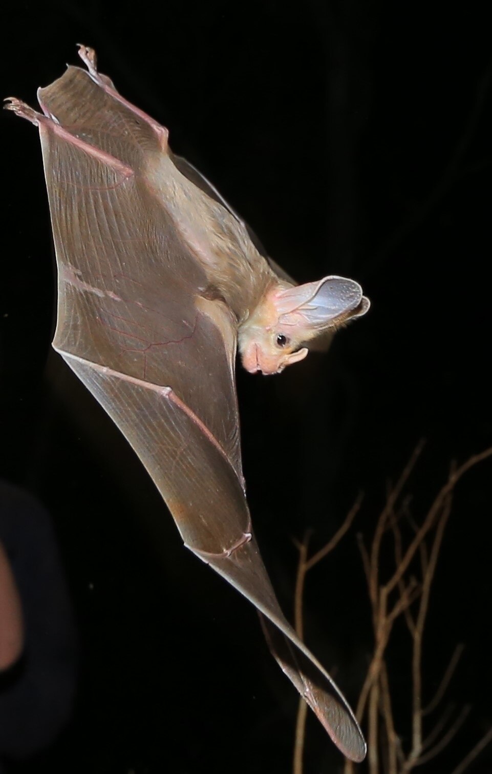 Questions over land clearing in North Queensland where vulnerable ...