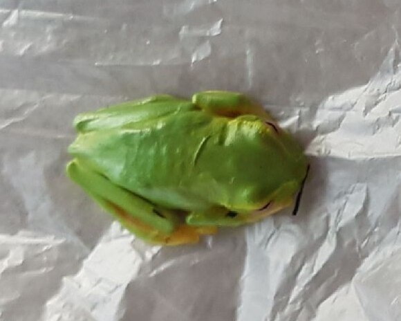 Queensland dainty tree frog creates biosecurity scare by landing in ...