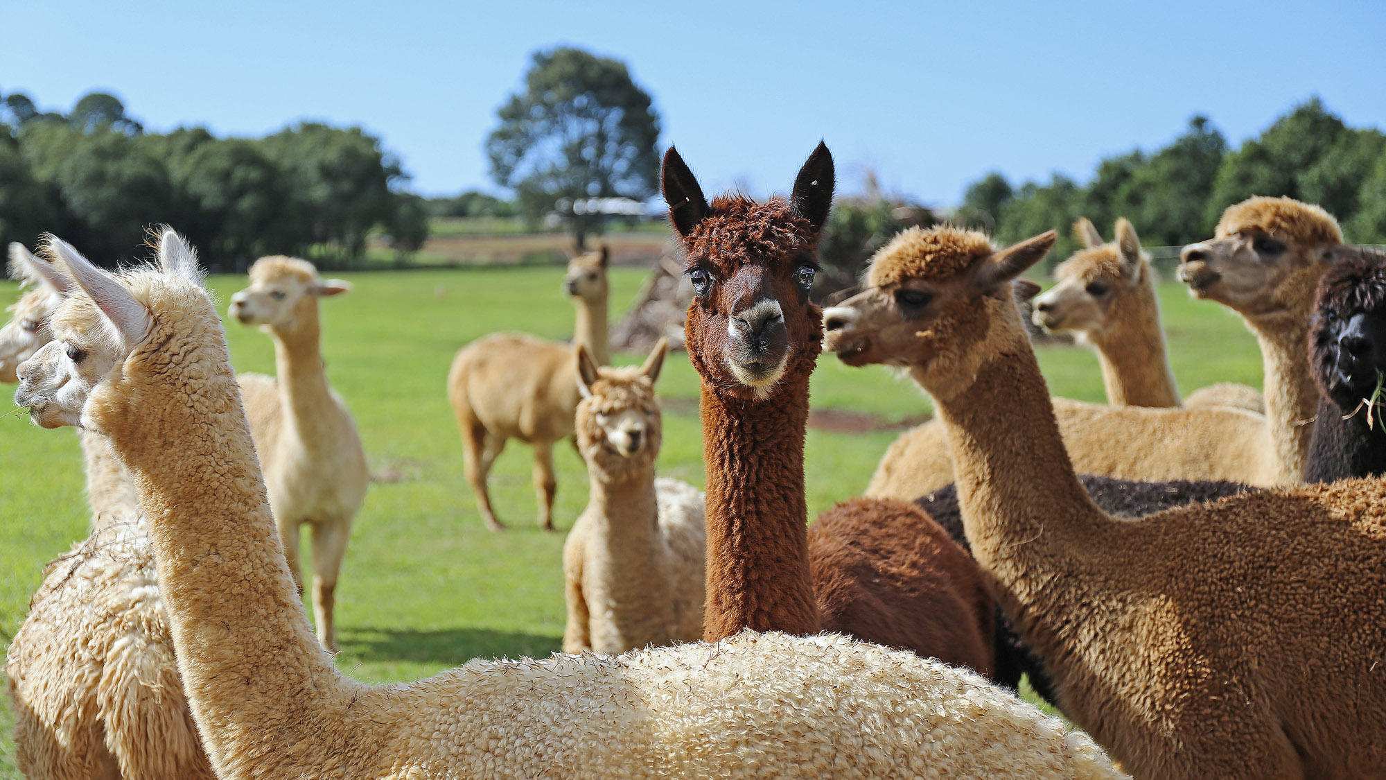NSW Country Hour - ABC listen