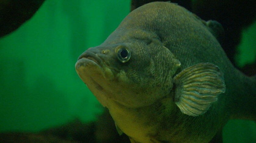 Native fish strategy repopulates waterways with indigenous fish - ABC News