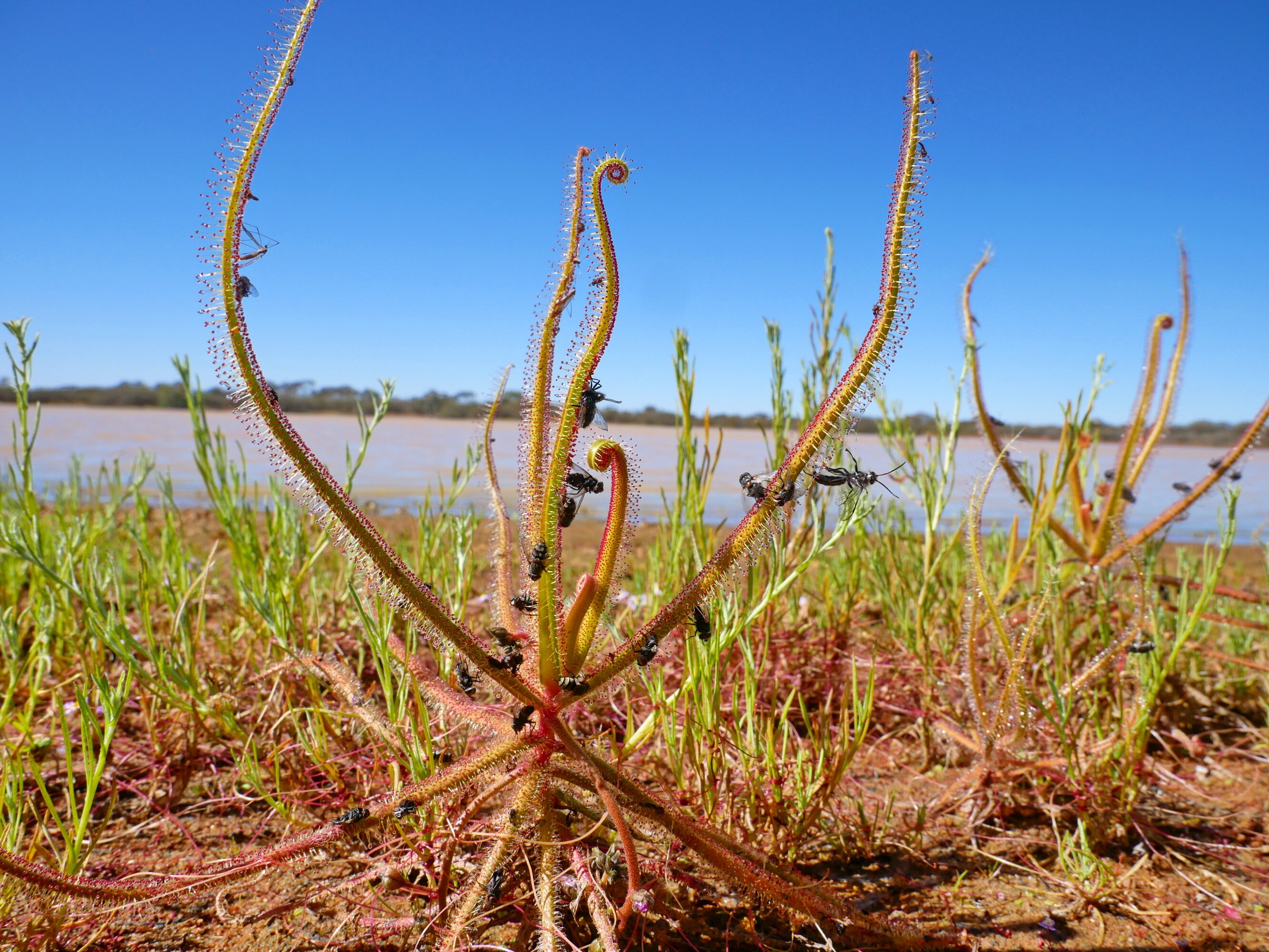 Four new species of sticky, carnivorous sundew discovered in WA thanks ...