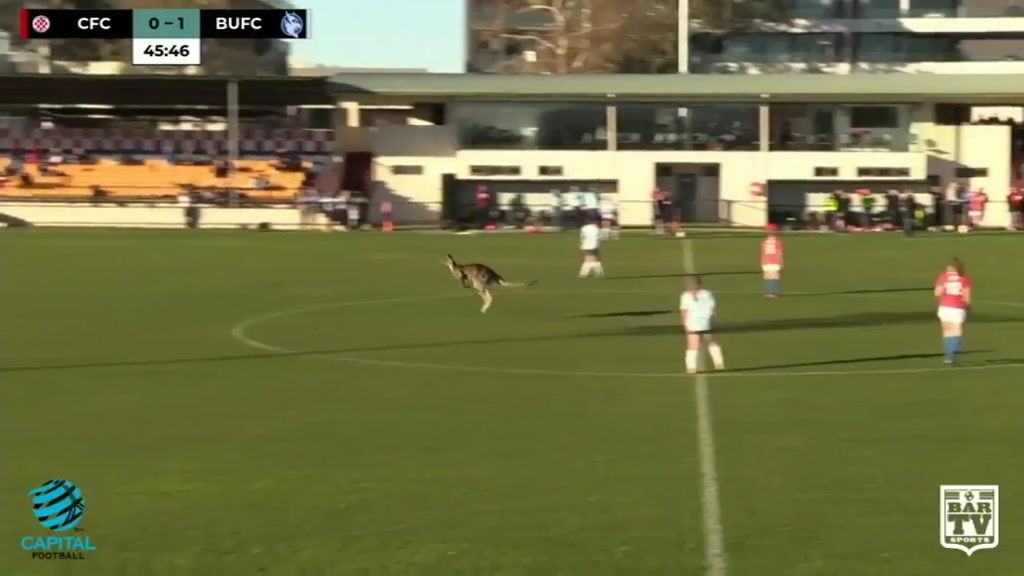 'Soccer-roo' disrupts local Canberra match, makes social media splash ...