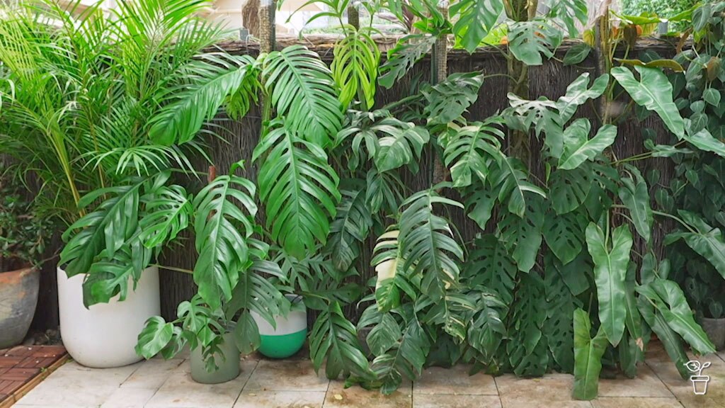 2025 | SERIES 36 | Episode 07 - Gardening Australia