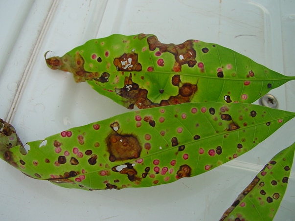 Research helping poor mango farmers in south east Asia also preparing ...