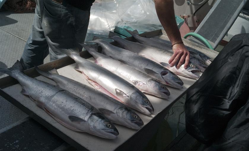 Activists fear GM salmon could wipe out species - ABC listen
