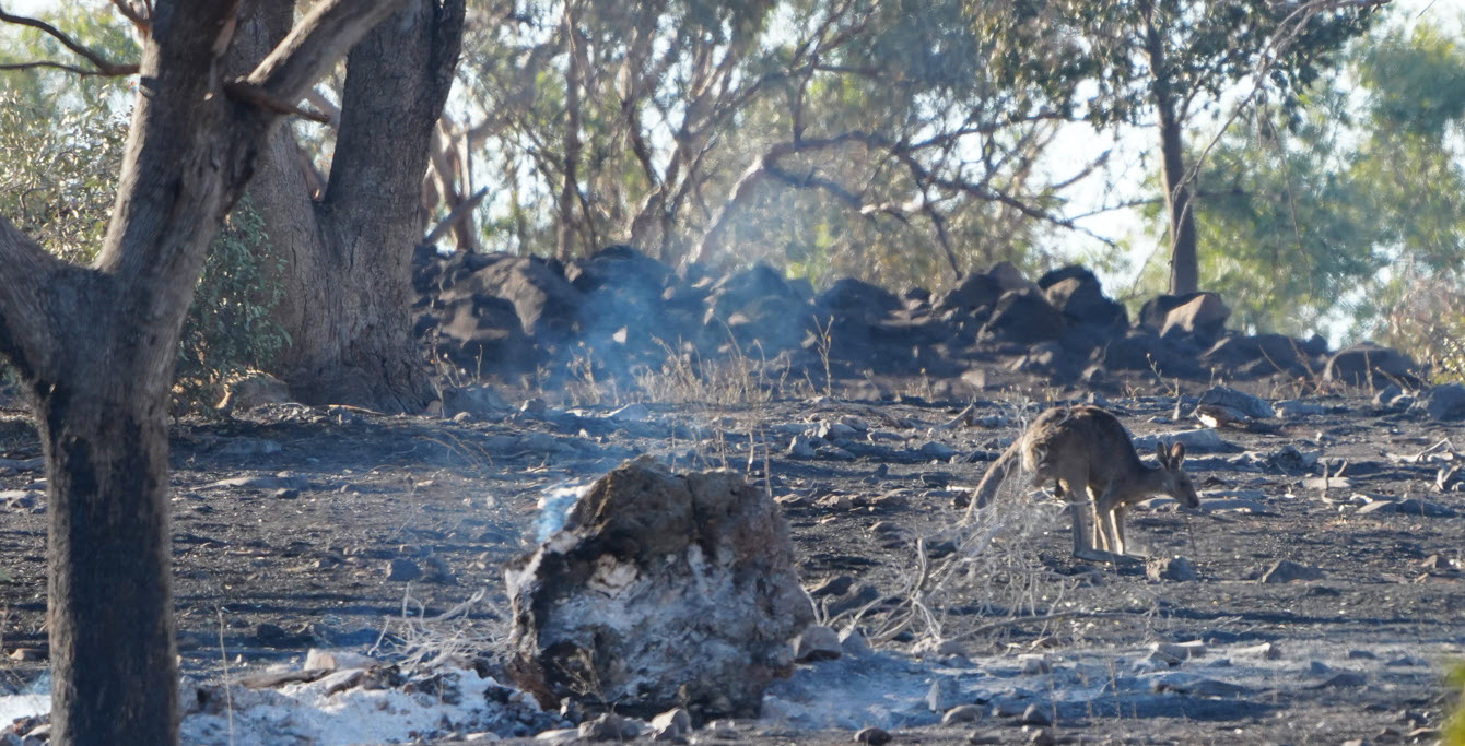 Wellington North solar farm grass fire burns almost 100ha - ABC News
