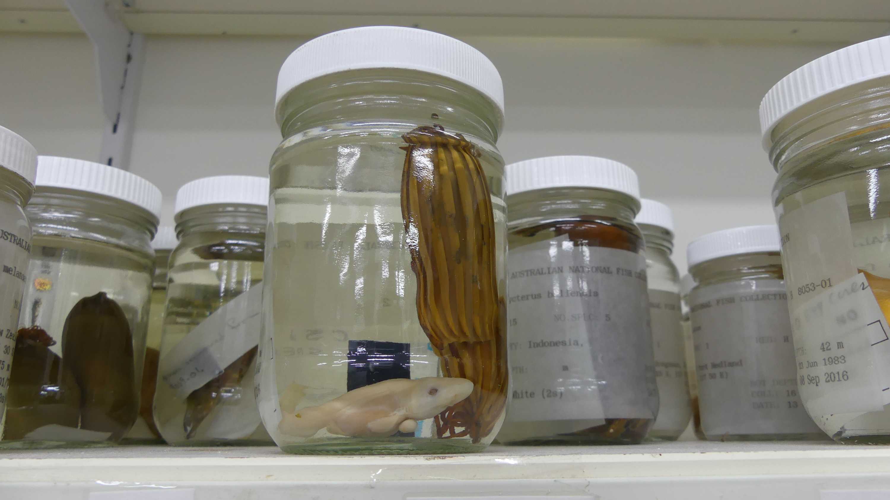 Scientists at Australian National Fish Collection liken workplace to ...