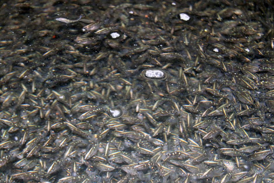 200,000 baby barramundi released in the Kimberley - ABC News