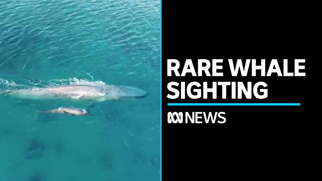 Pygmy blue whale spotted off southern WA coast - ABC News