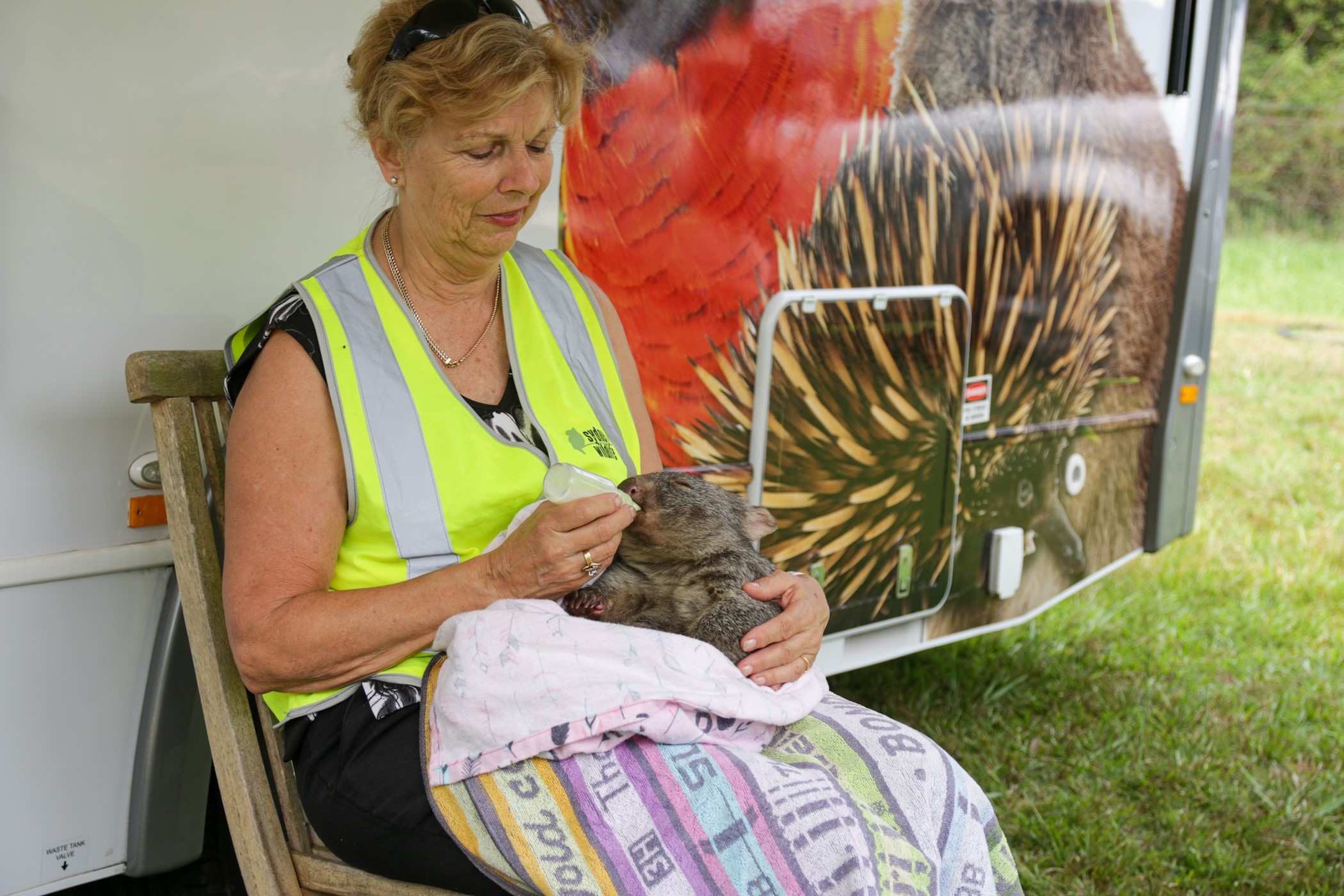 Animal bushfire refugees might not be able to return to their habitats ...