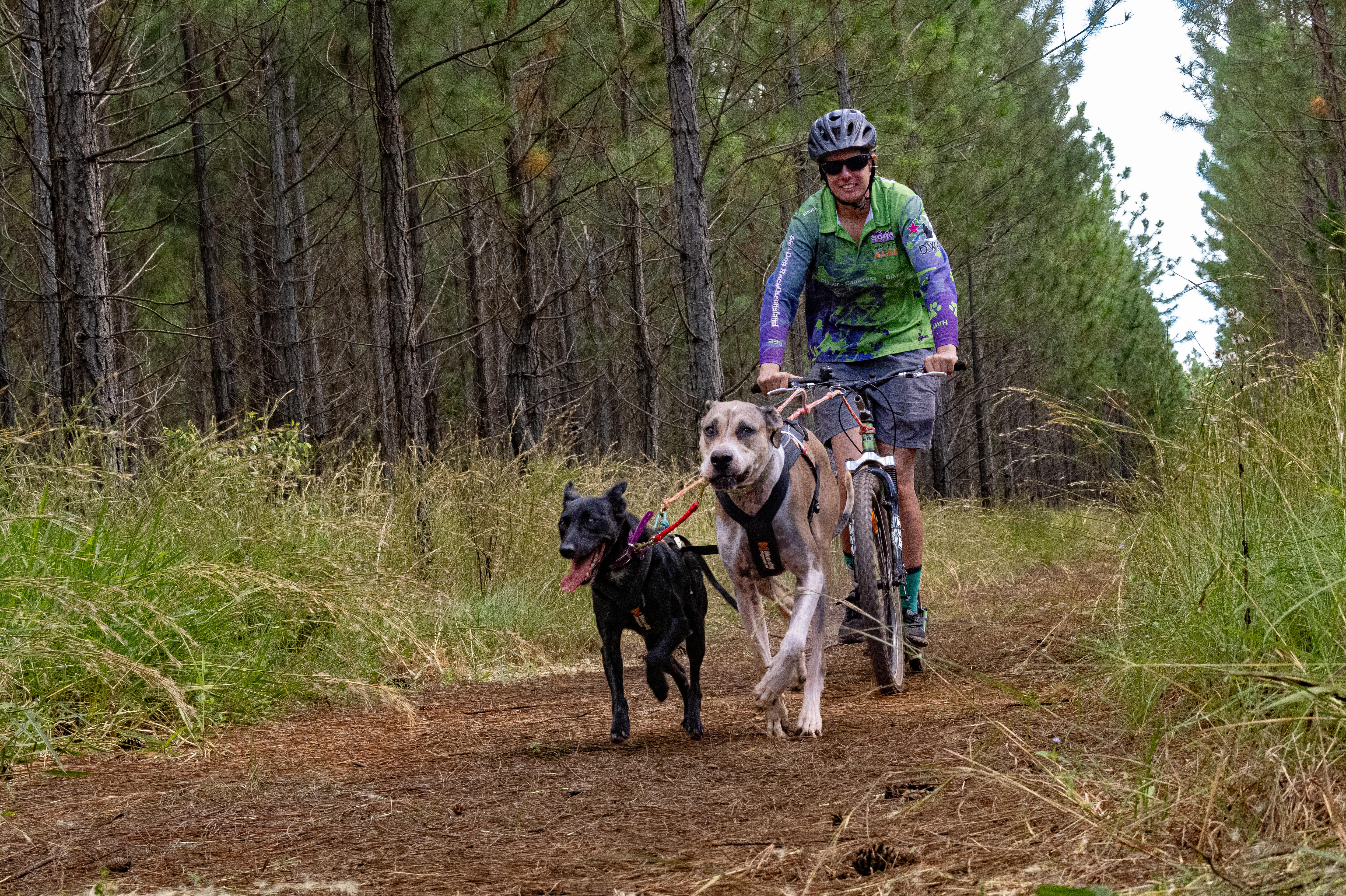 The Queenslanders participating in the sport of sled dog racing without ...