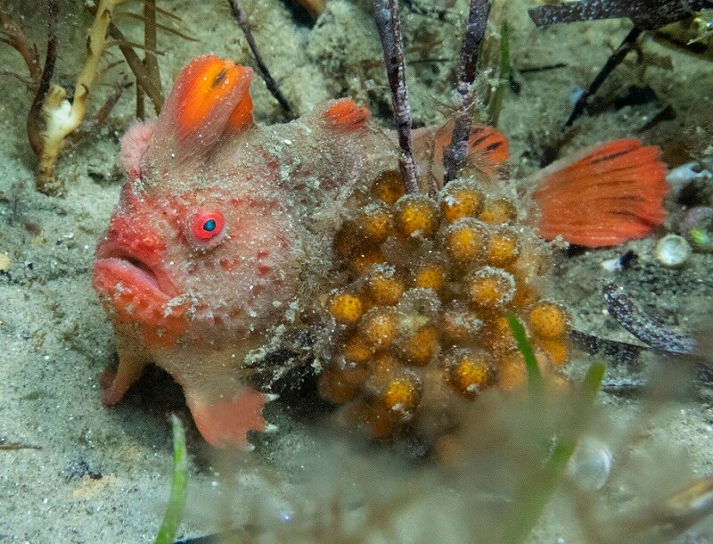 Most shallow-water reef species declined over past 10 years, Australia ...