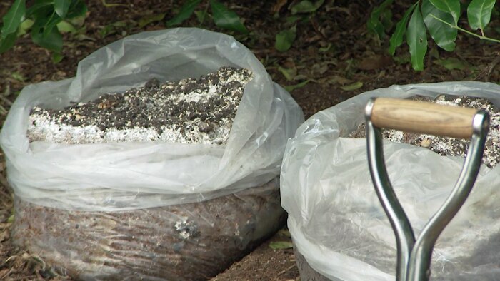 My Garden Path - Bruce Pascoe - Gardening Australia