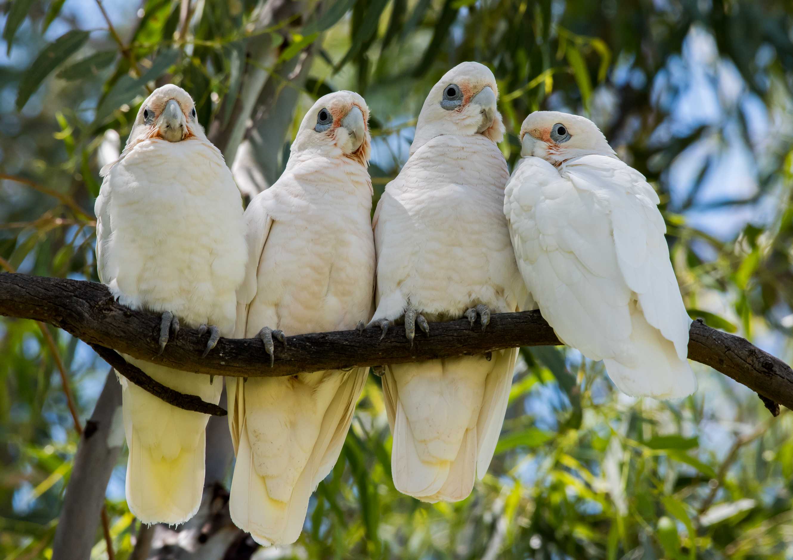 Controlling Corellas – Everything you need to know - ABC listen