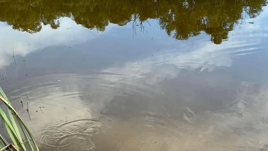 Footage of carp swimming in Googong Dam outside Canberra. - ABC News