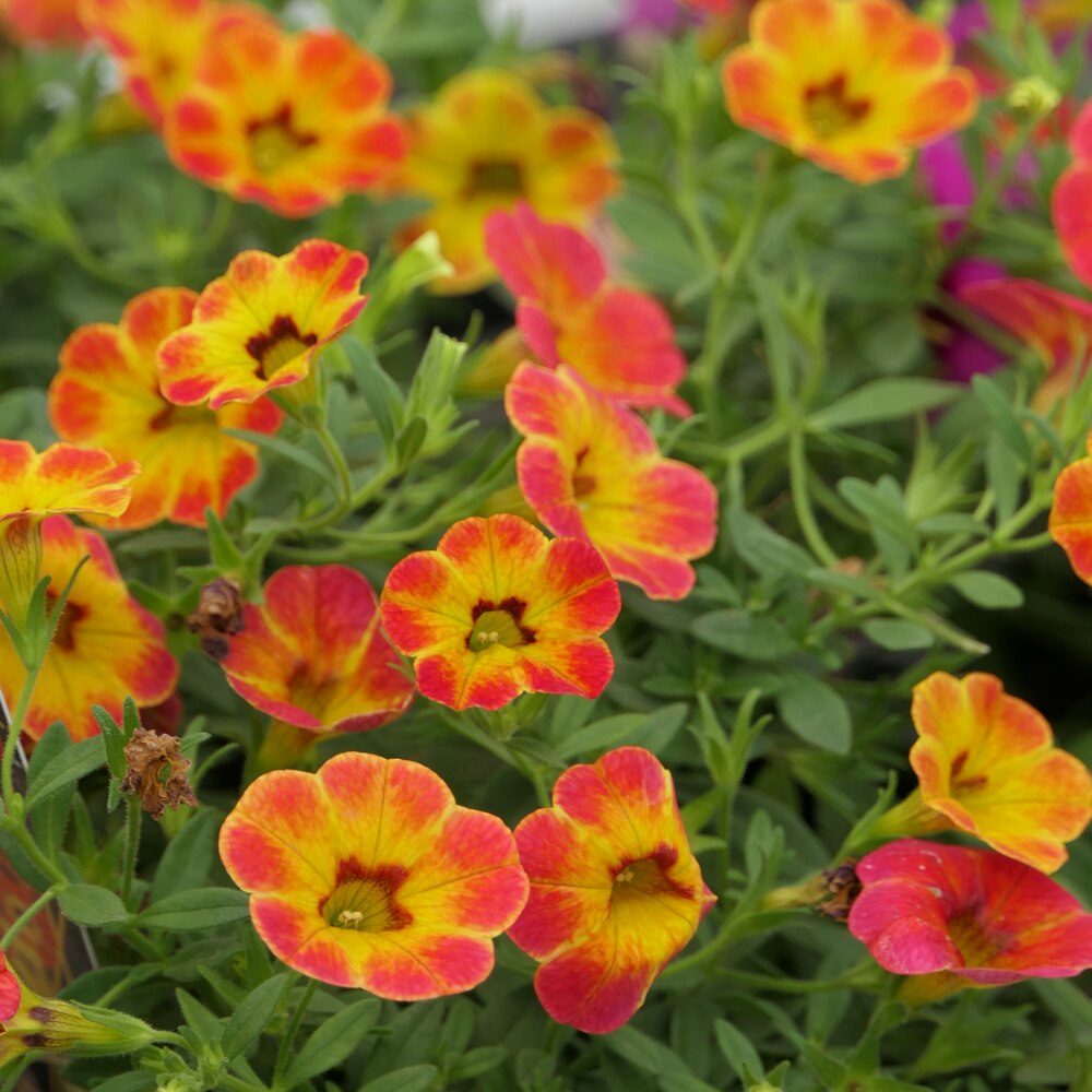 The latest Spring fashion for your garden - ABC listen