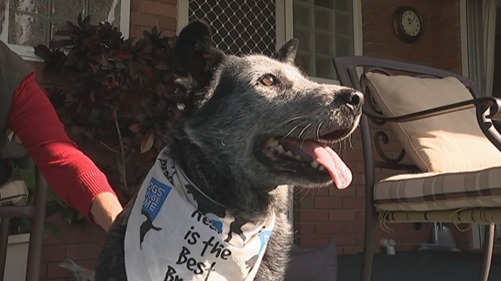 A Perth dog shelter is saving old dogs ... one at time - ABC News