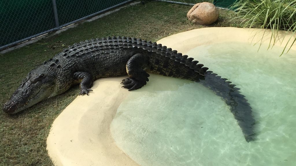 Problem croc Fat Guts at a croc farm in Rockhampton - ABC News