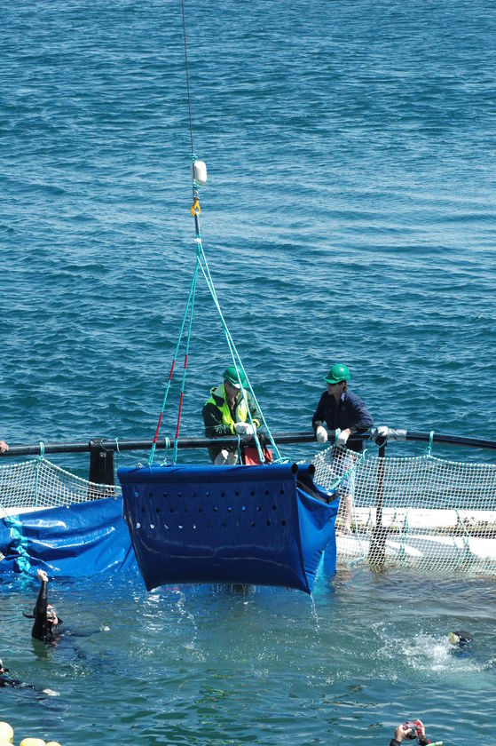 Flying tuna to breed - ABC News