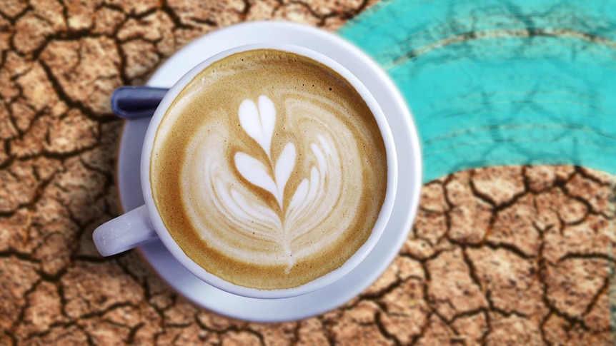 Does drinking coffee make you dehydrated? - ABC Everyday Does drinking coffee make you dehydrated? - ABC Everyday