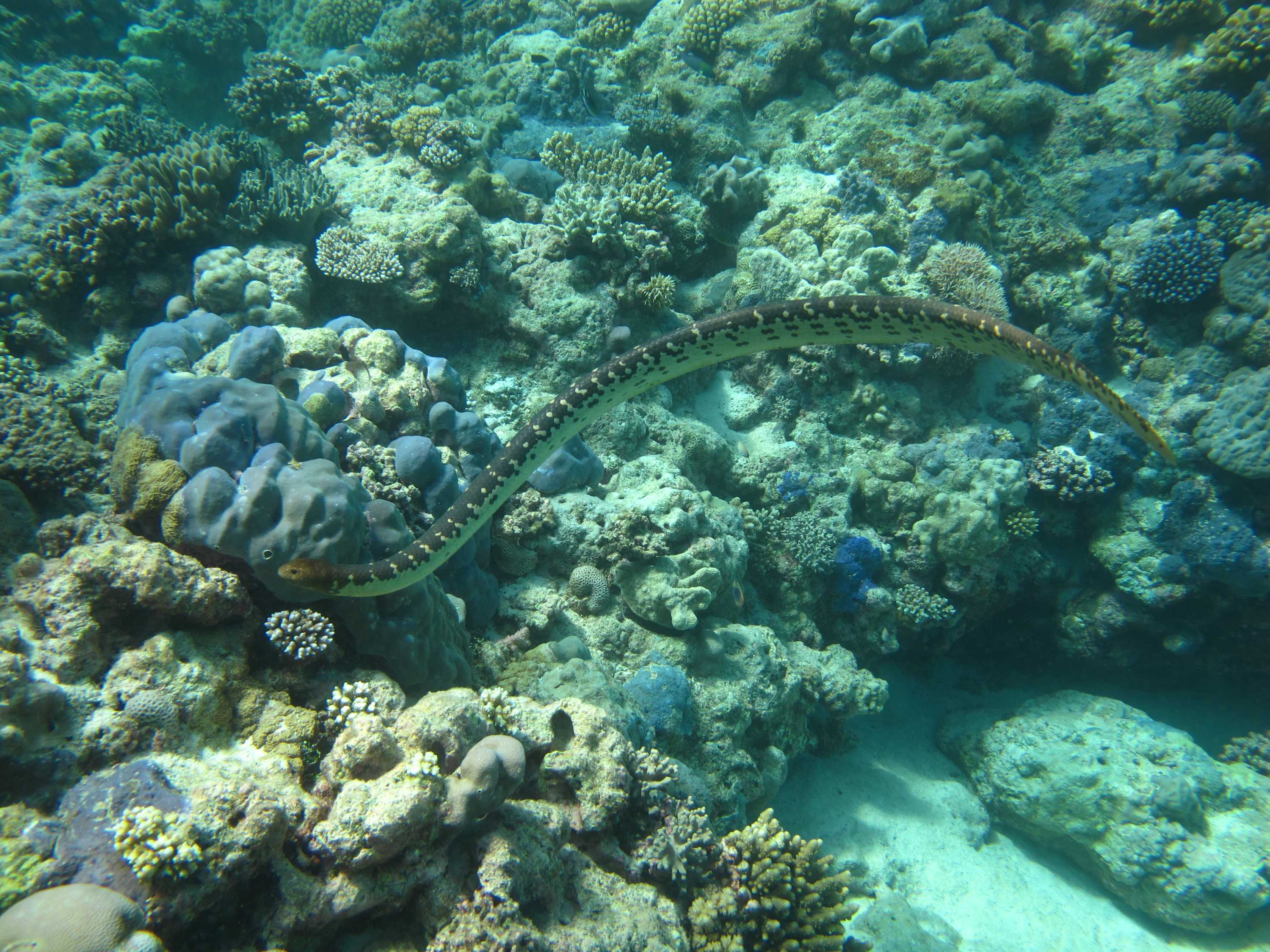 The weird, wonderful and worrying world of sea snakes - ABC News