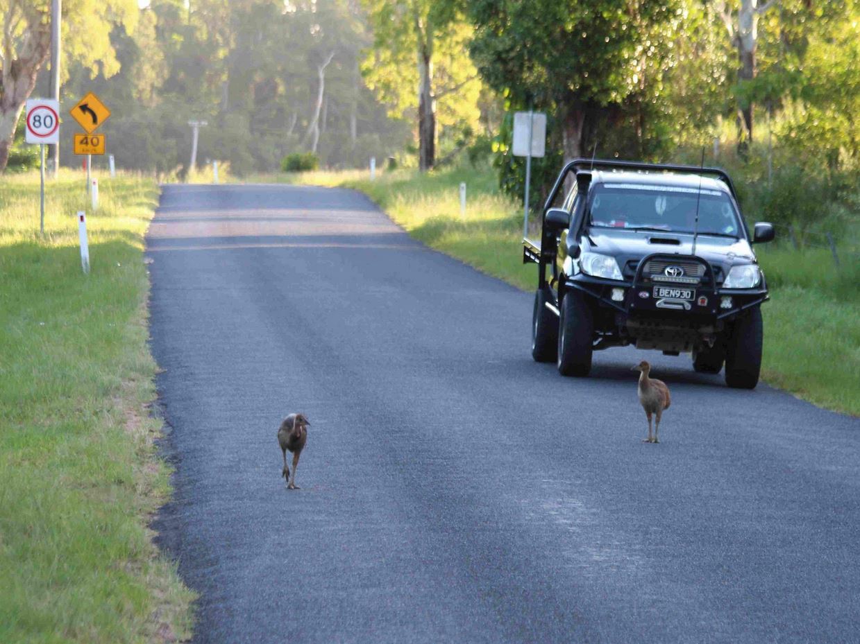 Cassowary turf war puts endangered birds in harm's way - ABC News