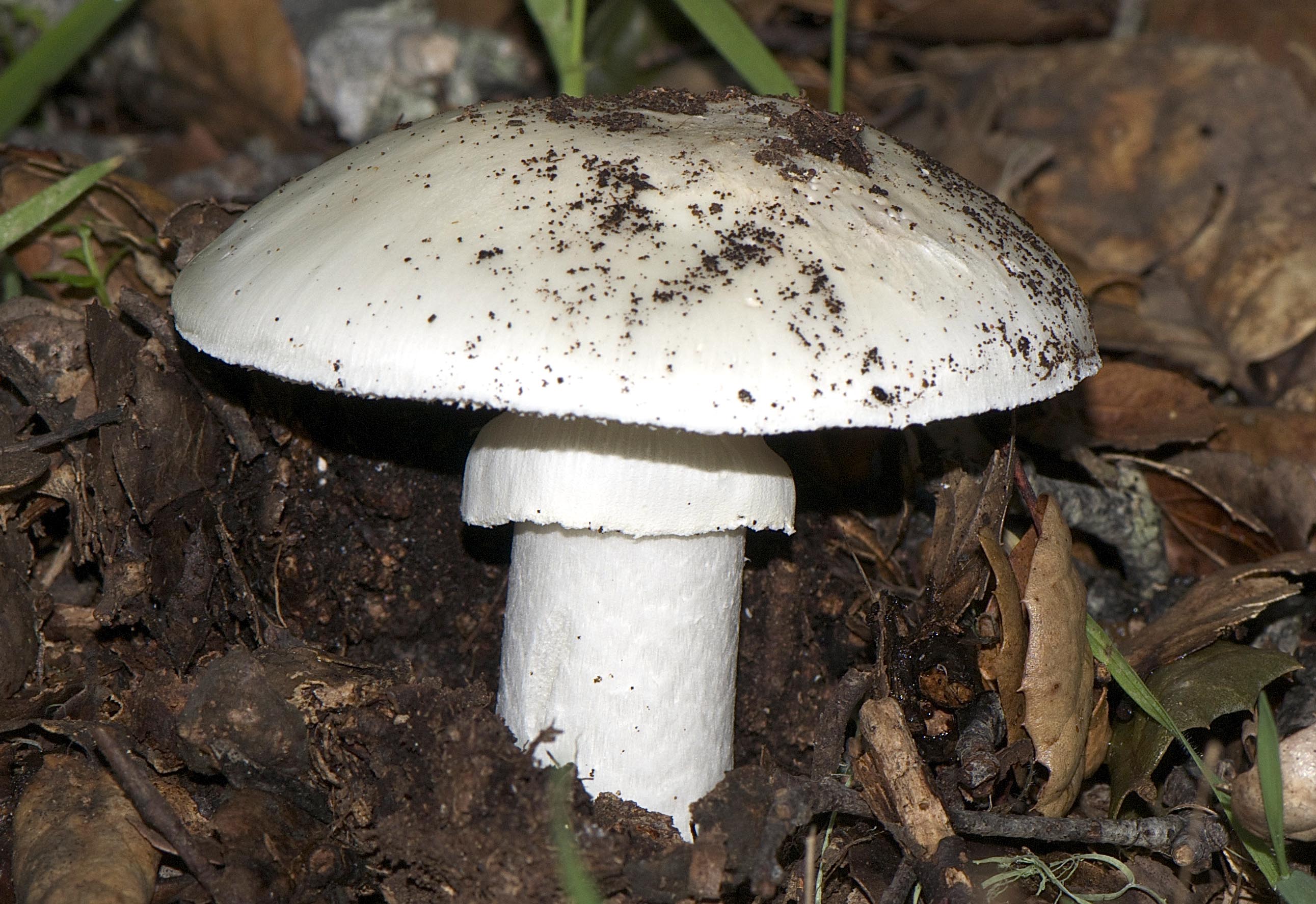 Amanita Phalloides Poisoning Poisonous Mushrooms
