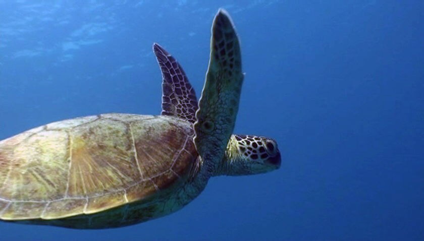 Gubbi Gubbi dancers take students under their wings - ABC listen