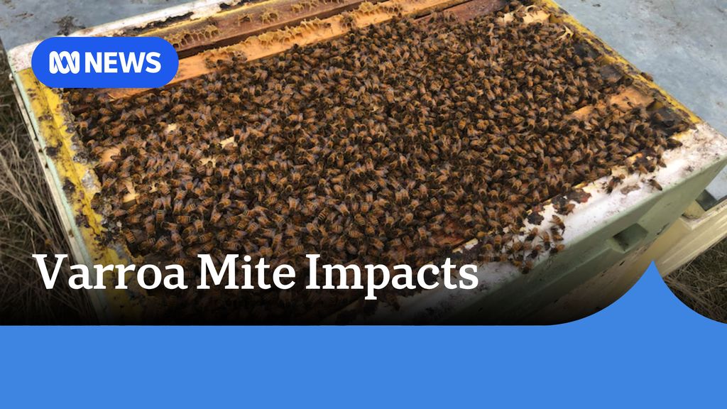 Concerns varroa mite management threatening plant pollination - ABC News