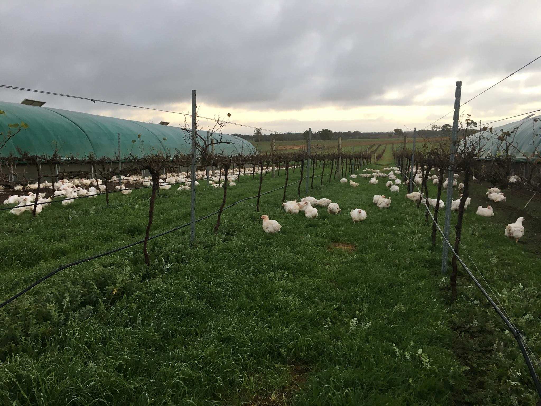 New chicken farming model aims to attract young farmers - ABC News