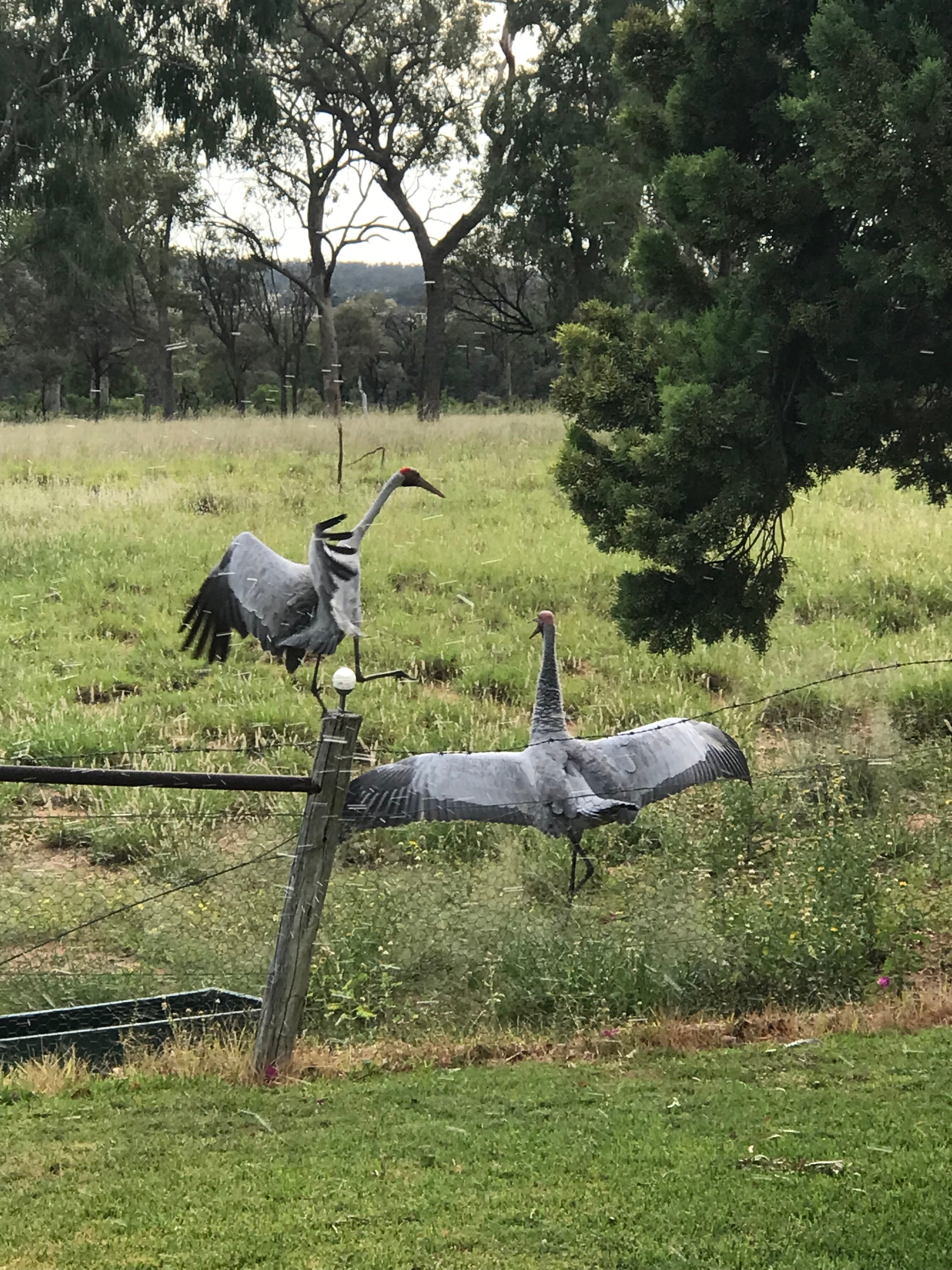 Barry the rain-dancing brolga works hard and plays hard on his adopted ...
