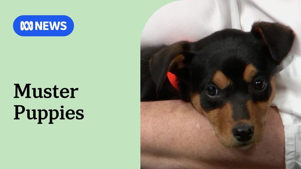 Muster Dogs kelpie puppies on News Breakfast - ABC News