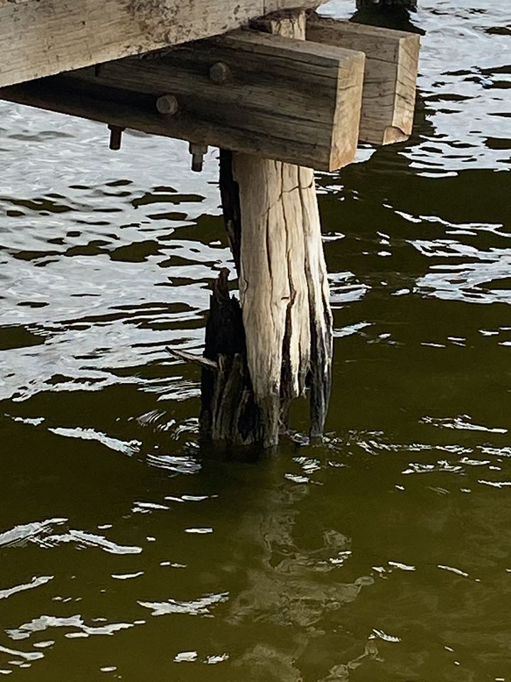 Future of iconic Riverland jetty will be determined by underwater ...