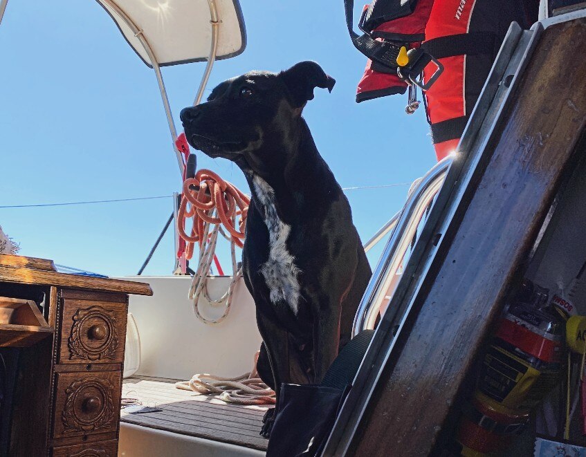 Solo sailor overcomes acute anxiety on the high seas with his trusty ...