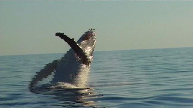 Curious Kids: Do whales fart and sneeze? - ABC Education