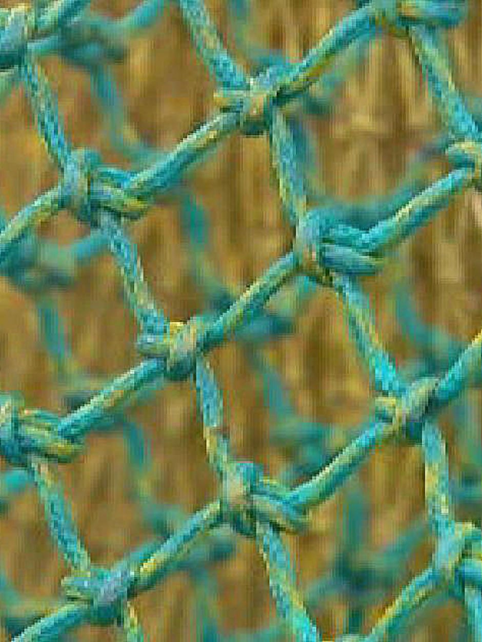 New fish net lets the small swim free - ABC News