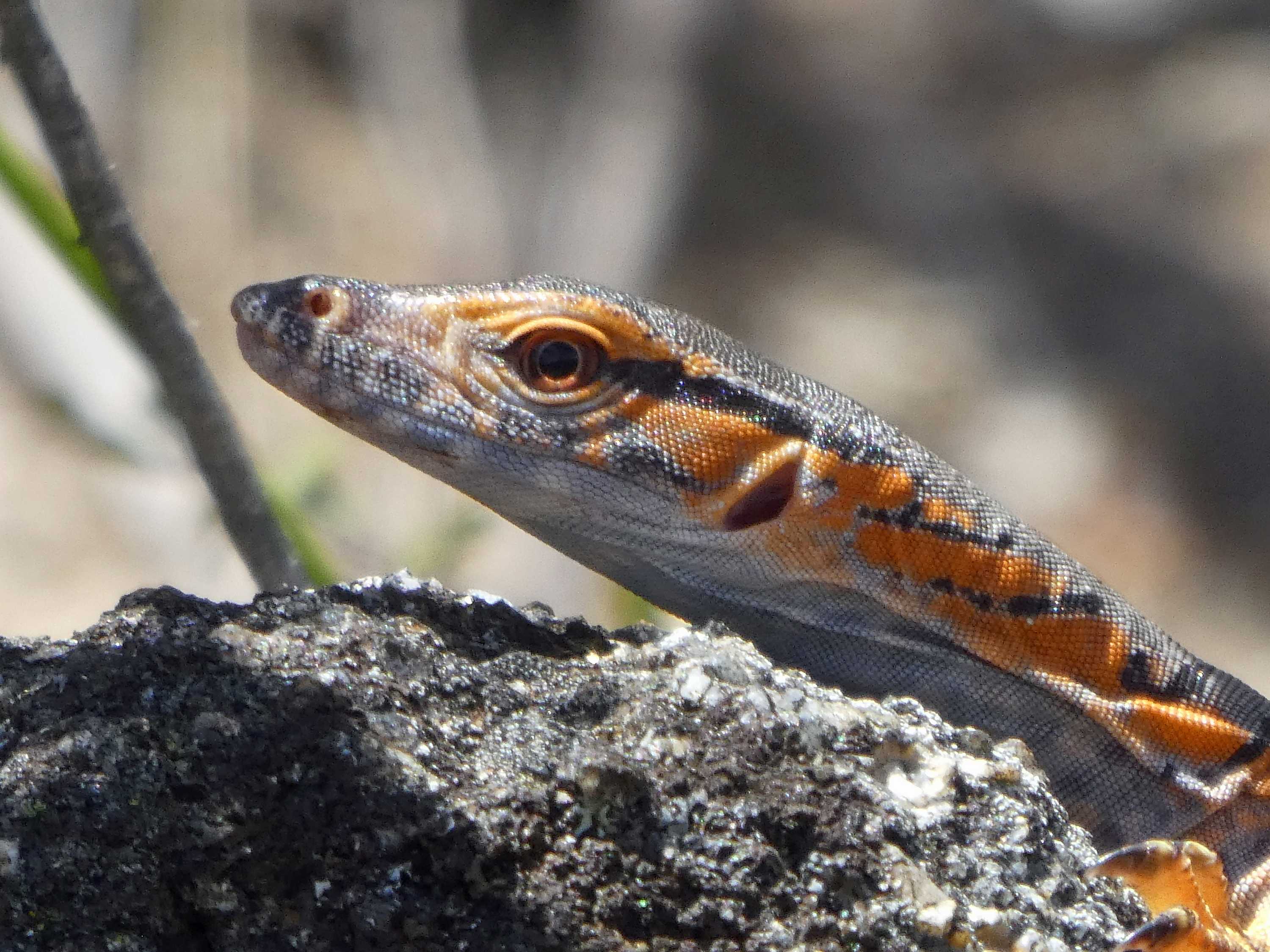 Rosenberg's goannas surviving in freezing weather without a crucial ...