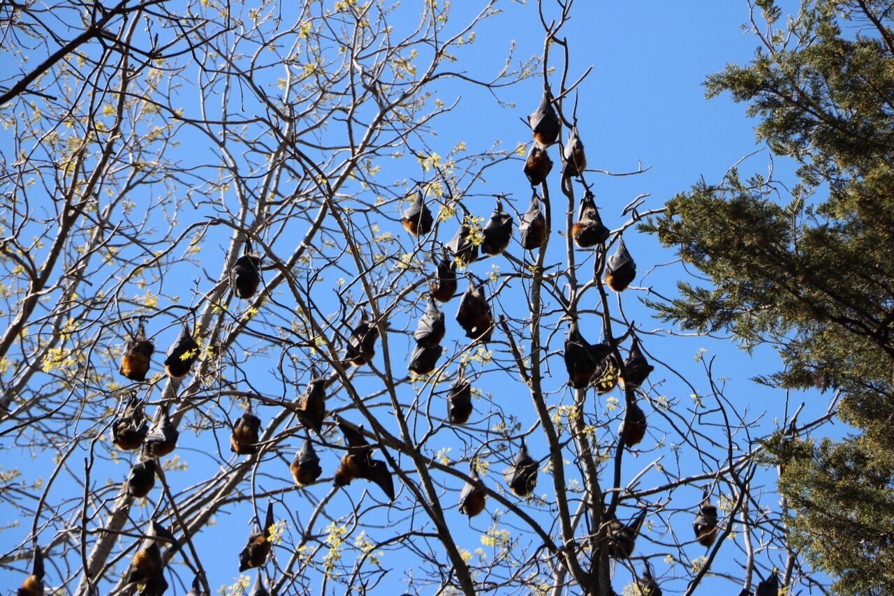 Did you know there is a bat colony in Canberra? Find out more about the ...