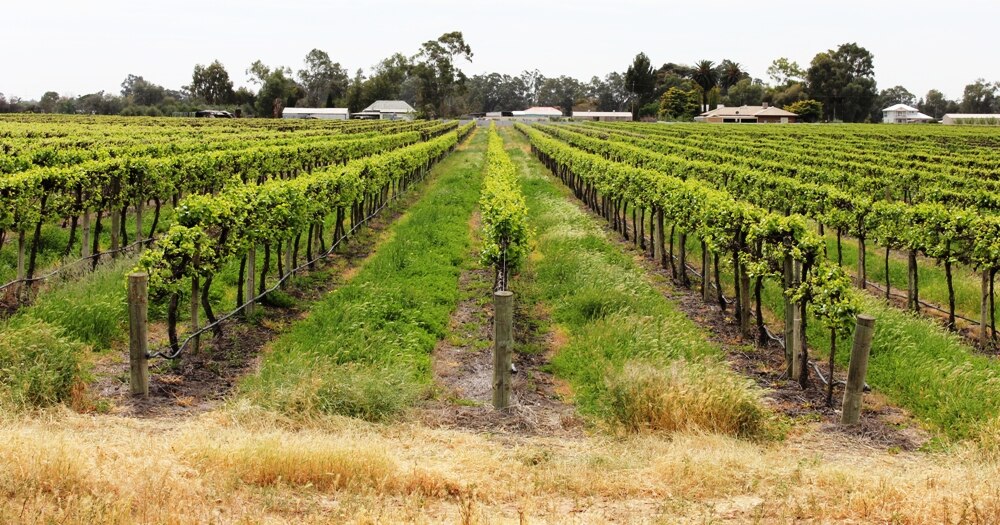 New grapevine sensor to improve water use - ABC News