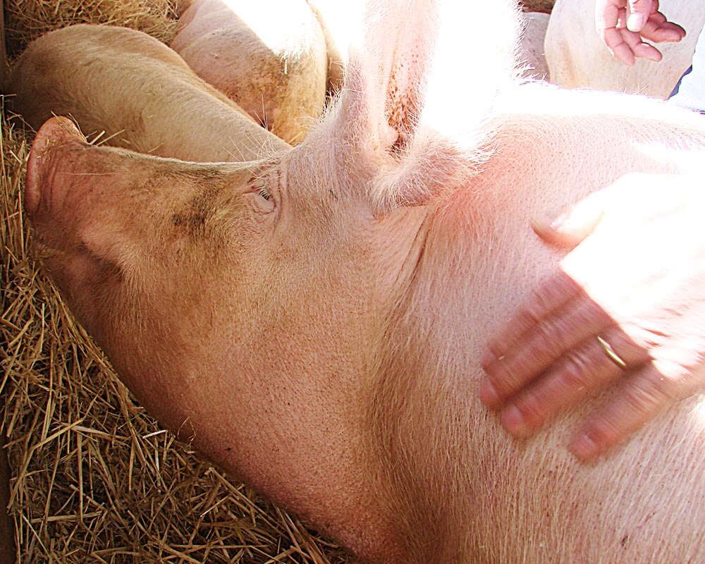 The crate debate for pig welfare - ABC News