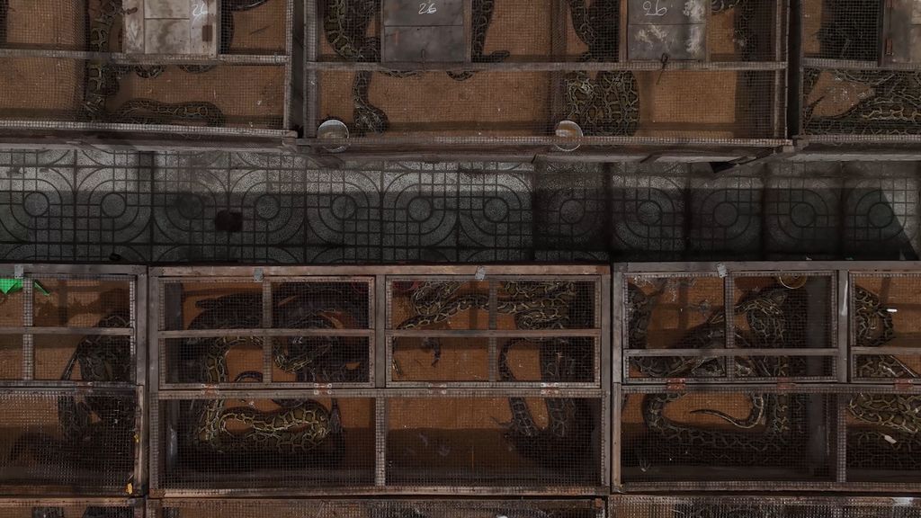 Python farming - ABC News