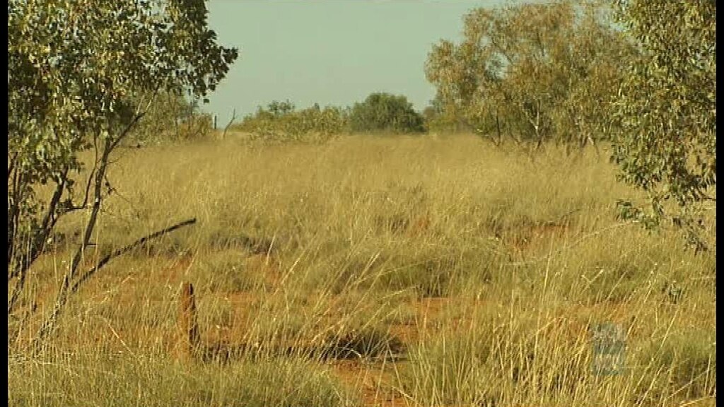 Eight ways to use spinifex - ABC News