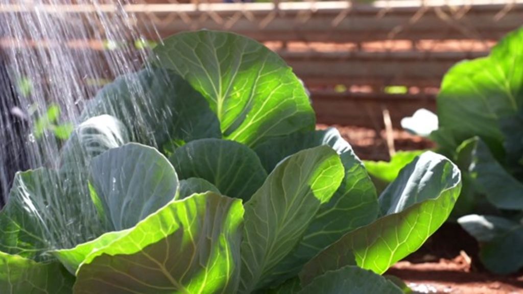 Outback Veggies: Retoring a remote community farm - ABC News